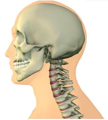 Chiropractic Neck Adjustments | Huntsville AL | Cervical Curve ...